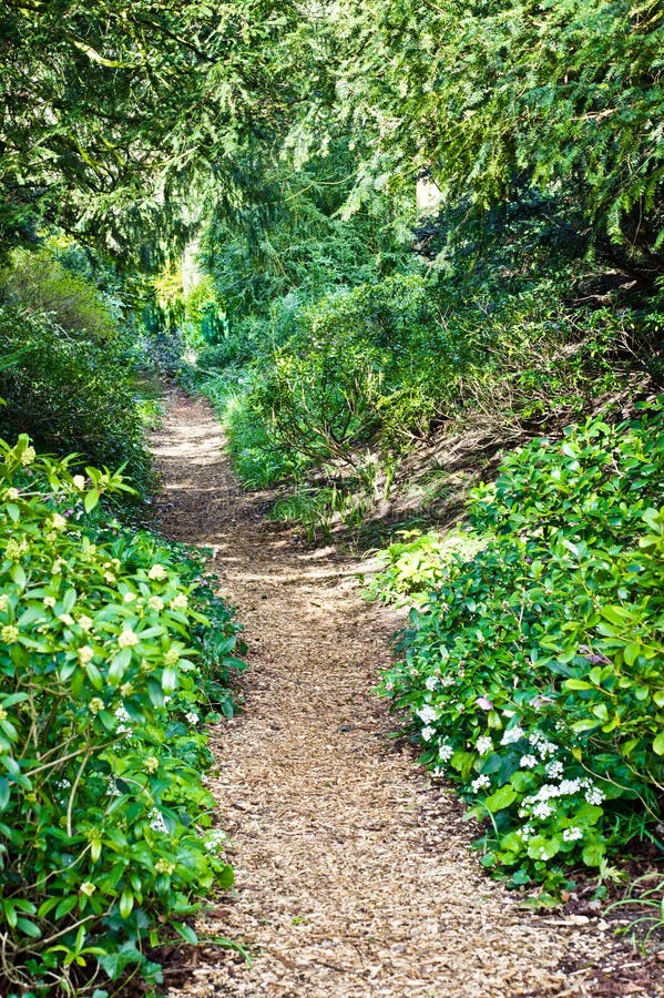 Woodland path stock image. Image of rambling, clearing - 39517789