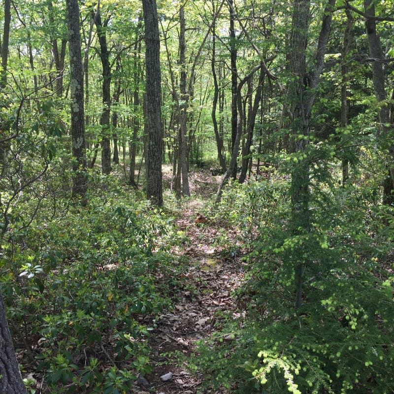 Woodland Path stock image. Image of woods, winding, hiking - 168395563