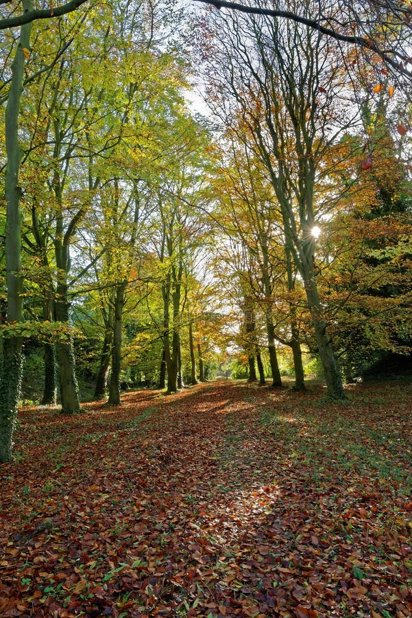 Woodland Path stock photo. Image of nature, colorful - 80491294