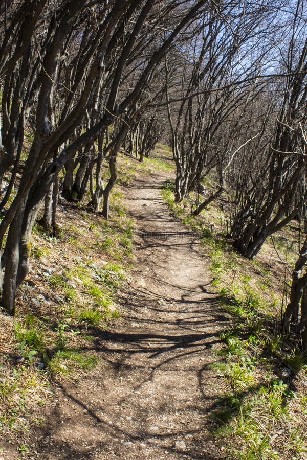 Tree Shadows on Woodland Pathway Stock Image - Image of footpath, brown ...