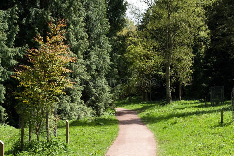 Woodland pathways stock photo. Image of shrubbery, pathways - 71187686