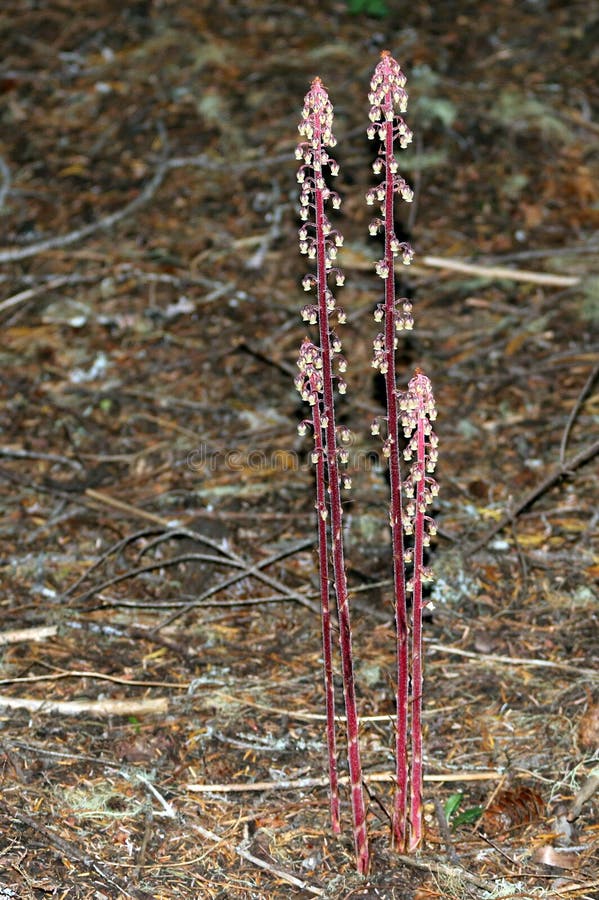 Woodland Pinedrops - Pterospora Andromedea Stock Image - Image of plant ...