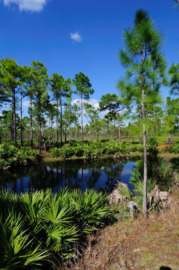 Woodland Pond vertical stock photo. Image of tree, babcock - 17087514