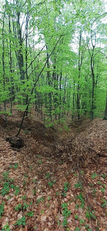 Woodland ranger forest stock image. Image of forest - 180974189