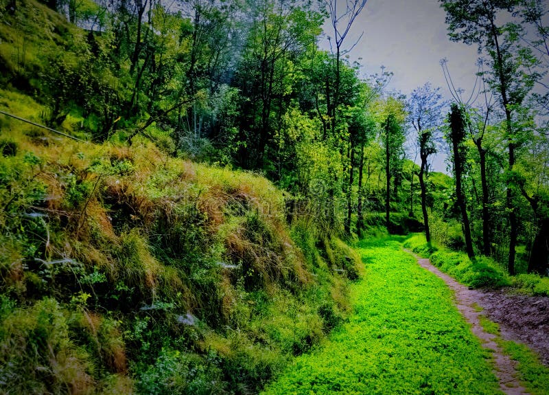 Woodland ride stock image. Image of sunlight, land, mountains - 214535663