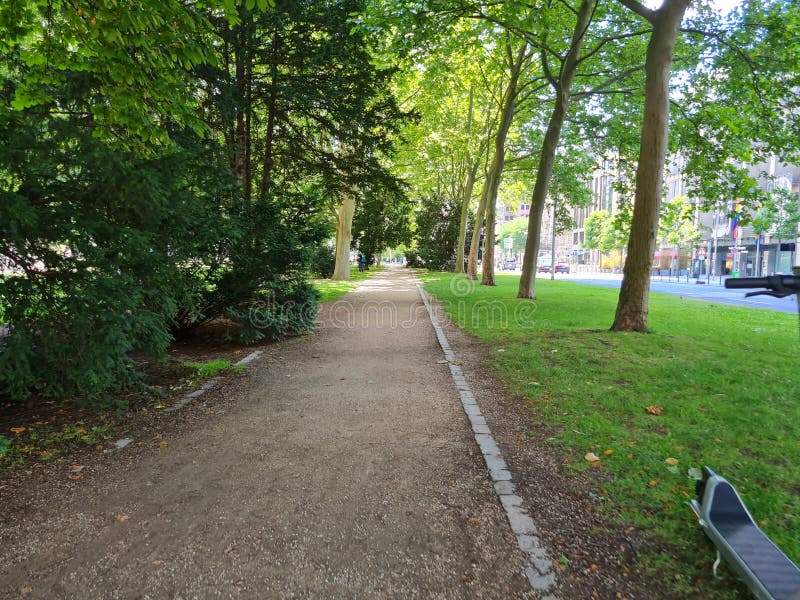 Woodland road full of tree stock photo. Image of autumn - 270956532