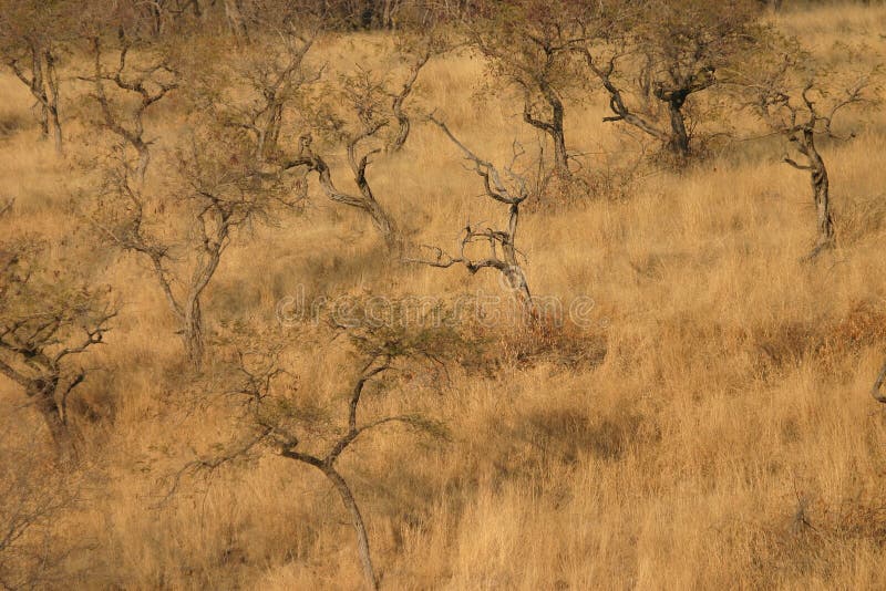 Woodland Savannah Landscape Stock Image - Image of brown, grass: 2189535
