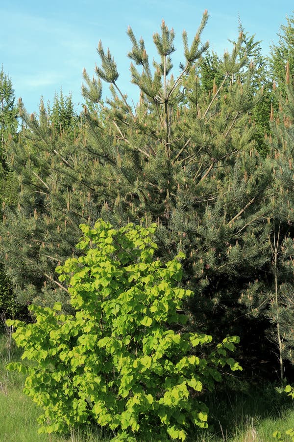 A Woodland Scene with Evergreen Trees Stock Image - Image of evergreen ...