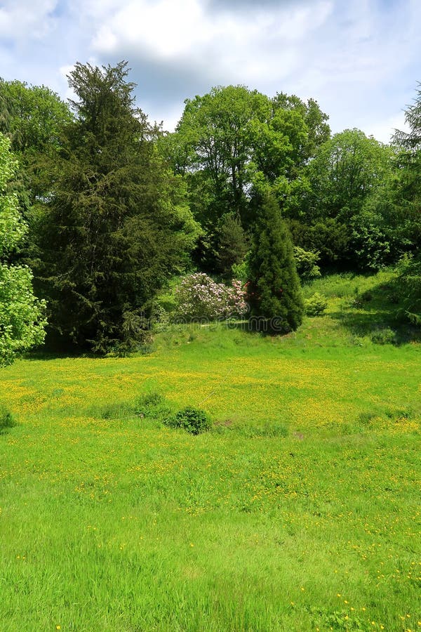 A Woodland Scene with Green Grass and Flowers Stock Image - Image of ...