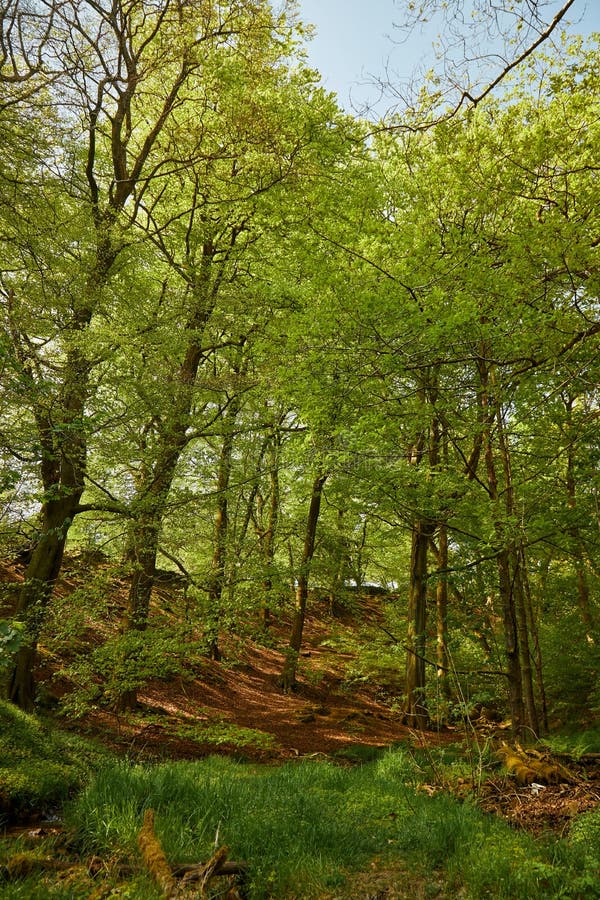 Woodland Scene High Peak Spring Time Stock Image - Image of outdoor ...