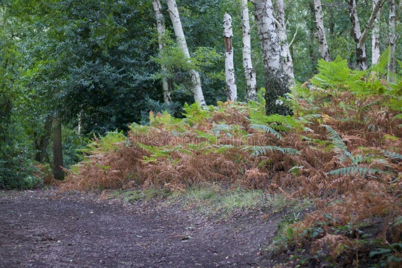 Woodland Scene Showing Trunks of Silver Birch Trees and Rough Ground ...