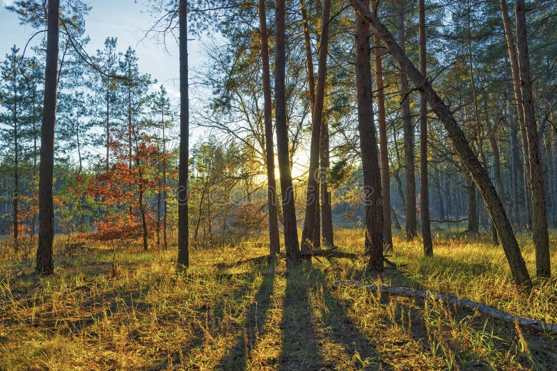 Woodland scenery stock photo. Image of pine, landscape - 39898490