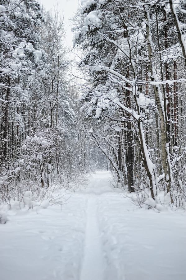 Woodland snow scene stock image. Image of countryside - 3441567