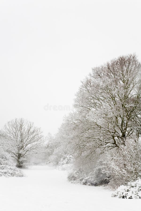 Woodland snow scene stock image. Image of countryside - 3441567