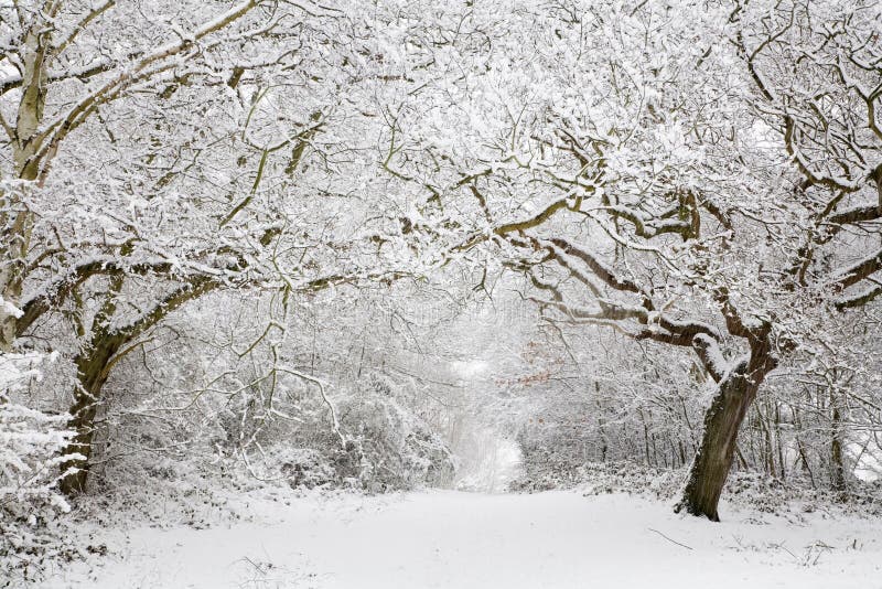 Woodland snow scene stock photo. Image of forest, peaceful - 3145786