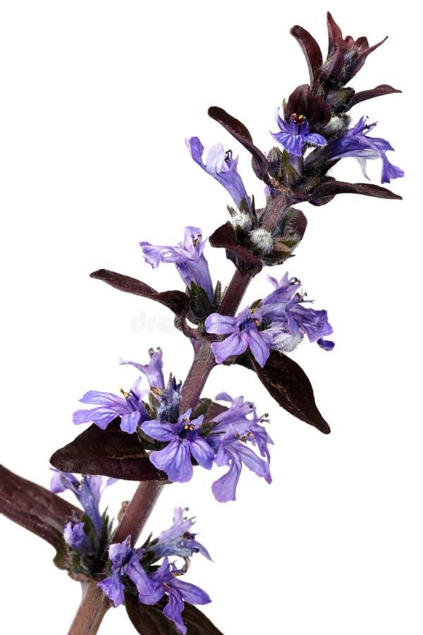 Woodland spring flowers stock photo. Image of spring - 21366624