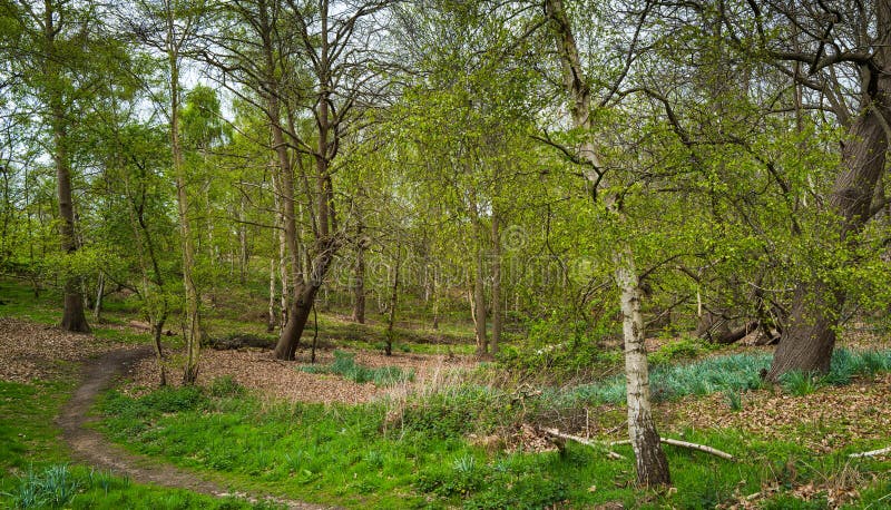 Woodland in Spring with a Path Leading through it Stock Image - Image ...