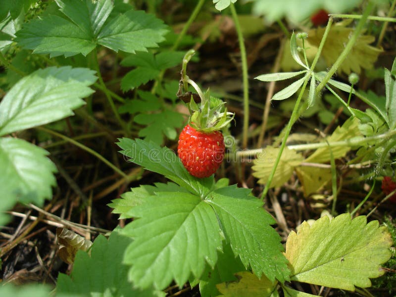 Woodland Strawberry Red Fruit and Leaves Stock Photo - Image of ...
