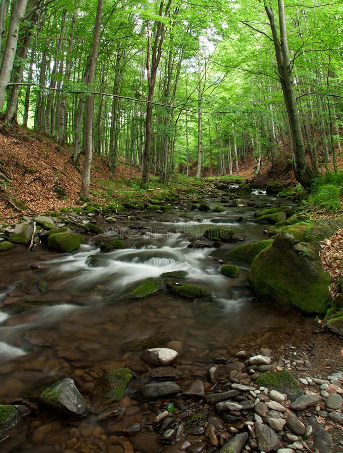 Woodland Stream. stock image. Image of irish, branch - 20951935