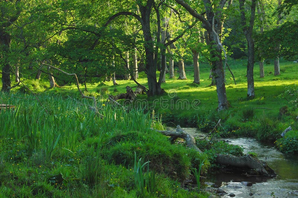 Woodland stream stock photo. Image of greenery, tree, nature - 2565470