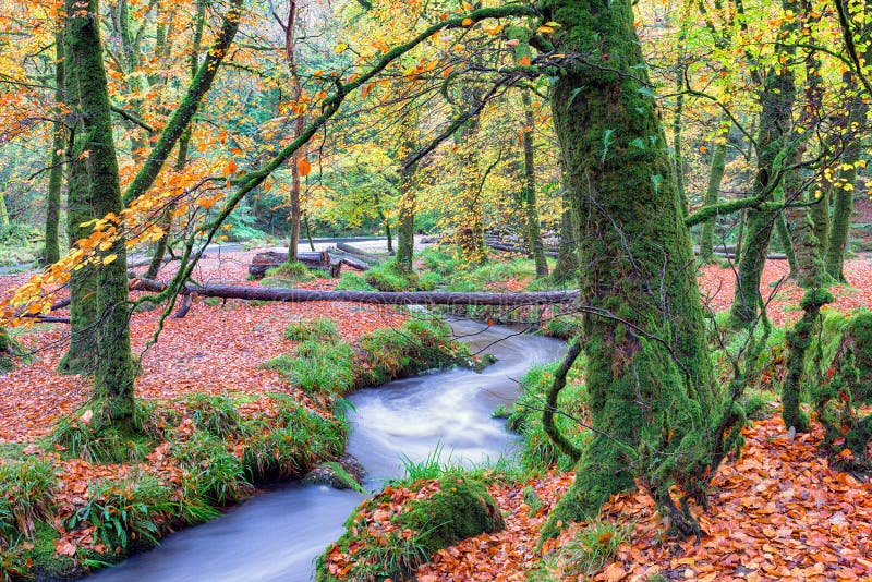 Woodland Stream stock photo. Image of fall, golitha, britain - 62385698