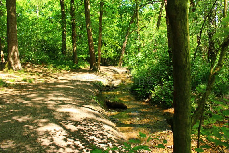 Woodland stream stock photo. Image of field, clearing, autumn - 940734