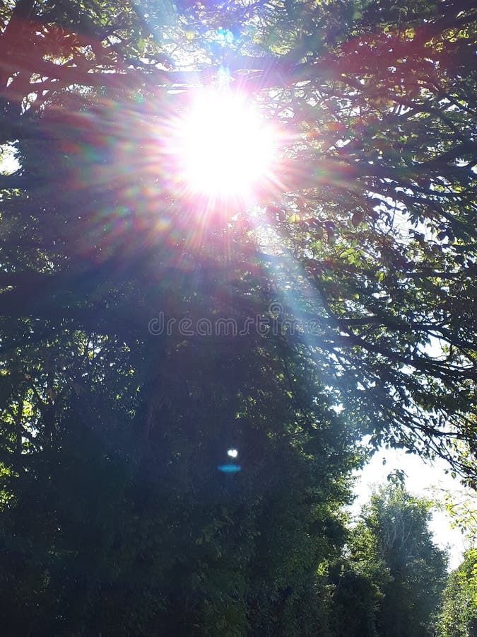 Woodland Sun Rays stock image. Image of woodland, sunrays - 128352765