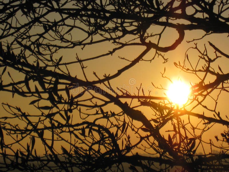 Sunlight through Branches stock photo. Image of trees - 153634366