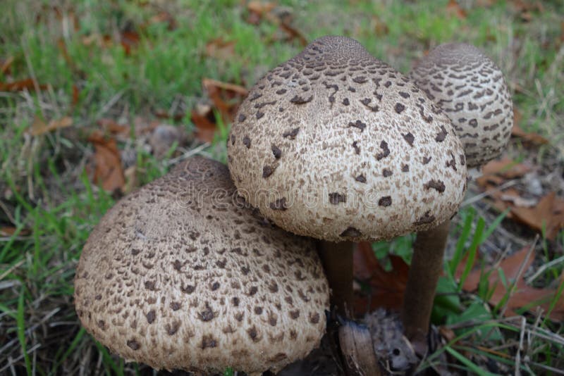 Woodland Toadstools in Autumn Stock Photo - Image of leaves, mushrooms ...