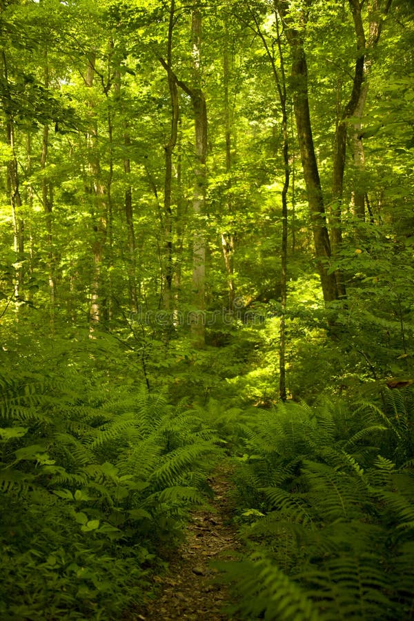 Woodland trail stock image. Image of walking, forest - 12873243
