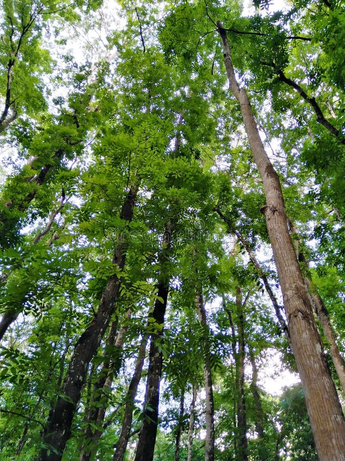 Woodland tree greenery stock photo. Image of forest - 270983358