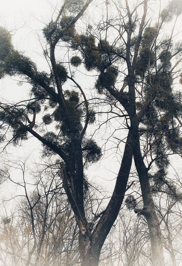 Woodland, Tree, Nature, ðŸŒ³ Stock Image - Image of sketch, branch ...