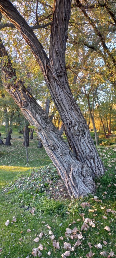 Woodland Tree Park Leaf Autumn Stock Image - Image of trunk, leaf ...