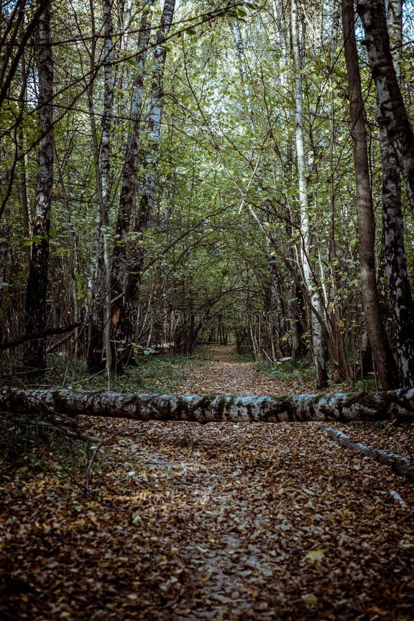 Woodland tree path stock photo. Image of trail, woodland - 202784432