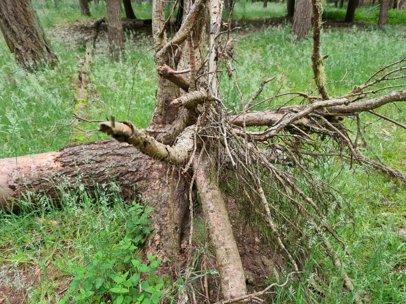 Woodland tree stump stock photo. Image of jungle, soil - 238834376