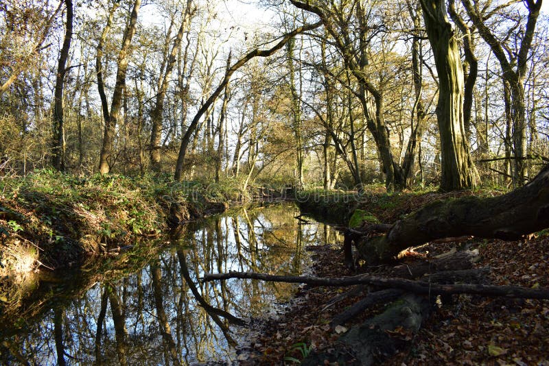 Woodland Trees Arching Over Stream Stock Image - Image of tree, stream ...