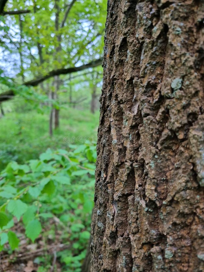 Woodland View from Tree Bark Stock Image - Image of wood, forest: 285174095
