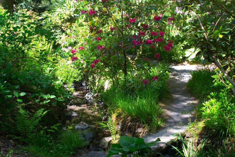 Woodland Walk stock image. Image of grass, stream, water - 84335931