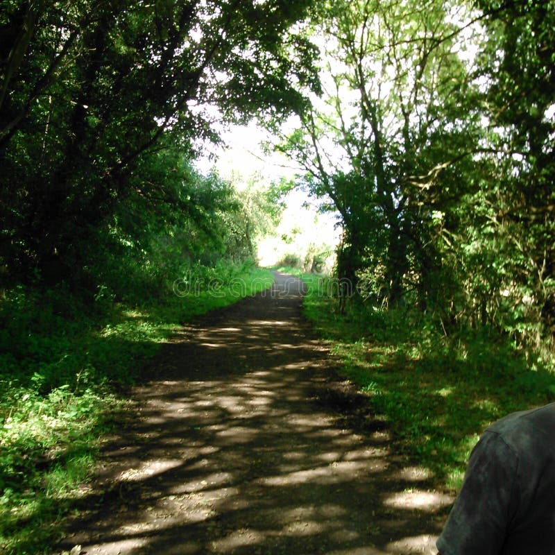 Woodland walk stock image. Image of tranquil, vegetation - 47875659