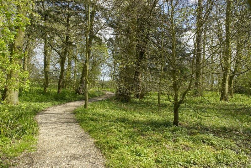 Crossroads in a Forest stock image. Image of hilly, forests - 833959