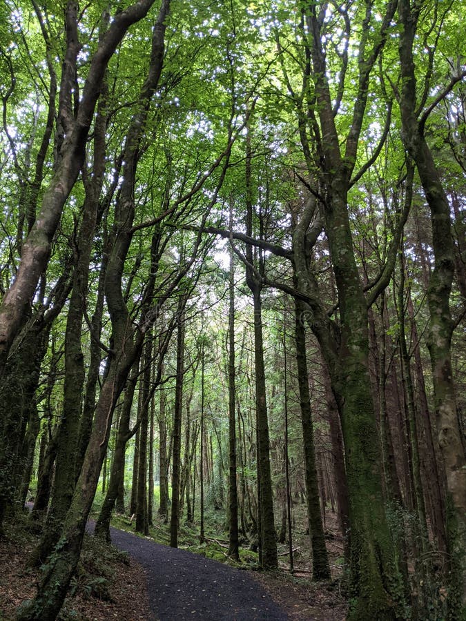 Woodland Westport Ireland stock image. Image of forest - 257579033