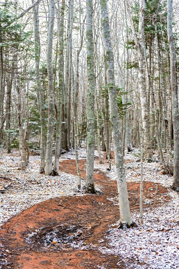 Woodland Winter Dirt Path stock image. Image of country - 261726457