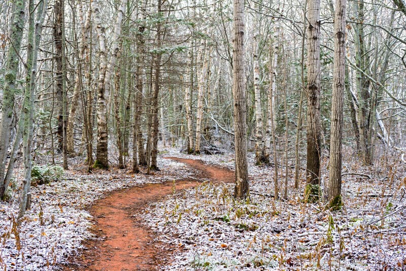 Woodland Winter Dirt Path stock photo. Image of outdoor - 261726492