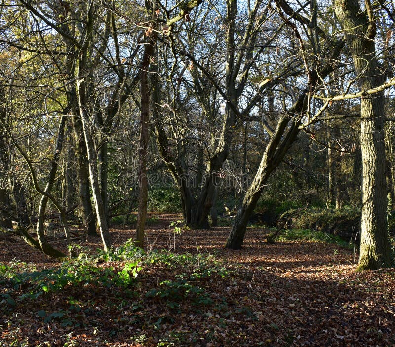 Woodland Area on a Cold Morning Stock Photo - Image of winters, area ...