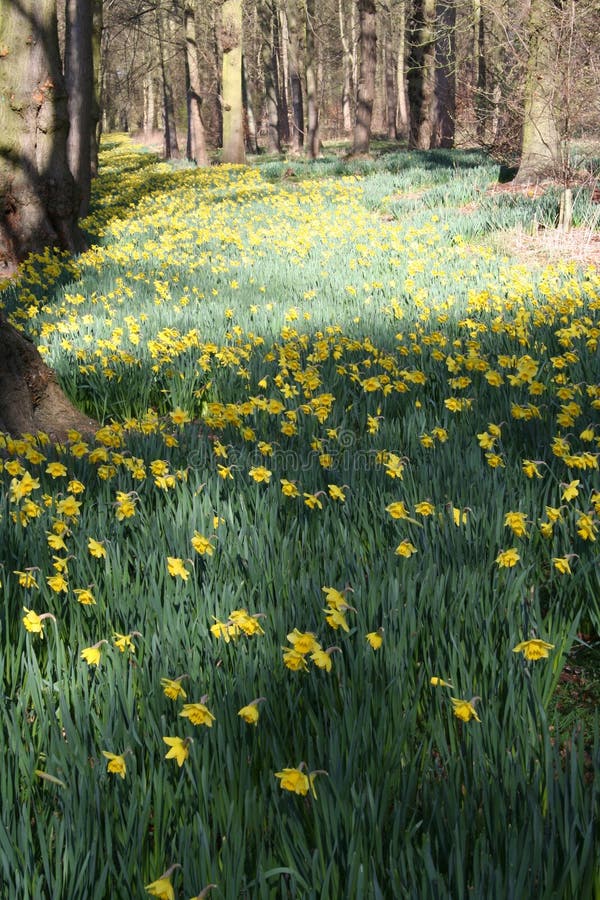 Woodlands in springtime stock photo. Image of grass, daffodils - 1767604