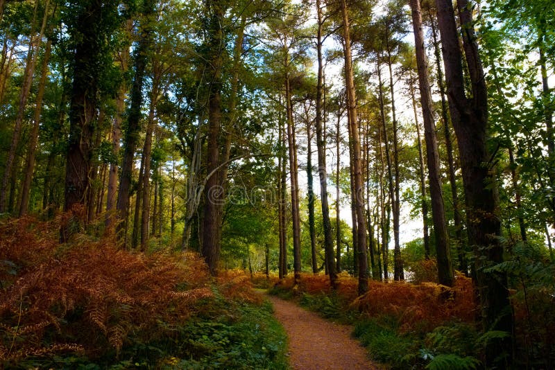 Woodlands Walkway stock photo. Image of ireland, fall - 11690398