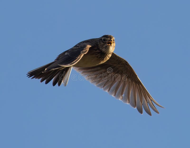 Woodlark Flying Against the Blue Sky Stock Photo - Image of beak, bird ...