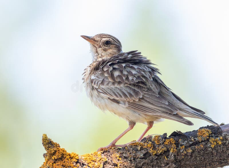 Woodlark, Lullula Arborea. a Bird Ruffles Its Feathers Stock Photo ...