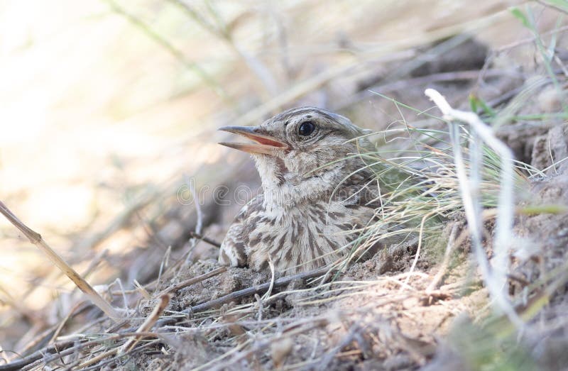 Woodlark, Lullula Arborea. a Bird Takes a Sand Bath Stock Photo - Image ...
