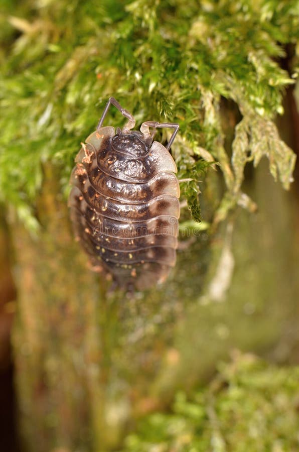 Woodlouse stock foto. Image of been, broodje, antenne - 75155228